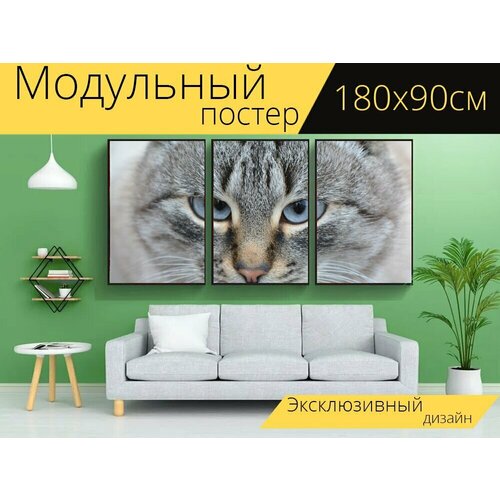 Модульный постер "Кот, животное, кошка" 180 x 90 см. для интерьера