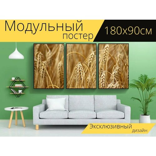 Модульный постер "Зерновое поле, пшеничное поле, пшеница" 180 x 90 см. для интерьера