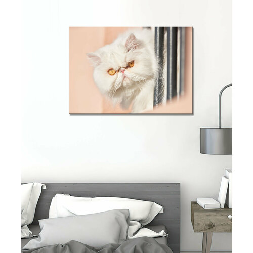Картина - кошка, персидская кошка, домашняя кошка, ласковая кошка, кот (292) 50х70