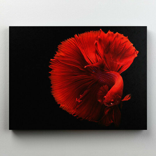 Интерьерная картина на холсте "Аквариумная рыбка - красный петушок" размер 40x30 см
