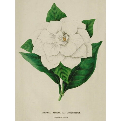 Плакат, постер на холсте Gardenia Florida Fortuniana/искусство/арт/абстракция/творчество. Размер 60 х 84 см