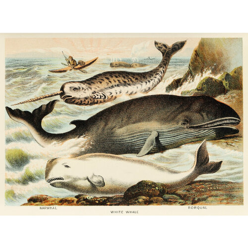 Плакат, постер на бумаге Белый кит. Размер 21 х 30 см