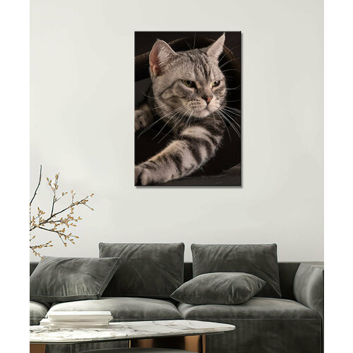 Картина - кошка, американская короткошёрстная кошка, домашняя кошка, ласковая кошка, кот (197) 50х70
