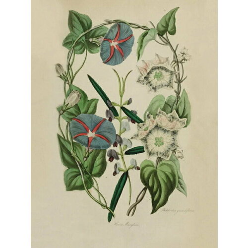 Плакат, постер на бумаге Hovea Manglesia, Philibertia Grandiflora/искусство/арт/абстракция/творчество. Размер 60 х 84 см
