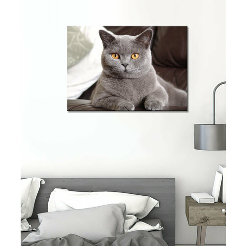 Картина - кошка, британская короткошёрстная кошка, домашняя кошка, ласковая кошка, кот (226) 20х30
