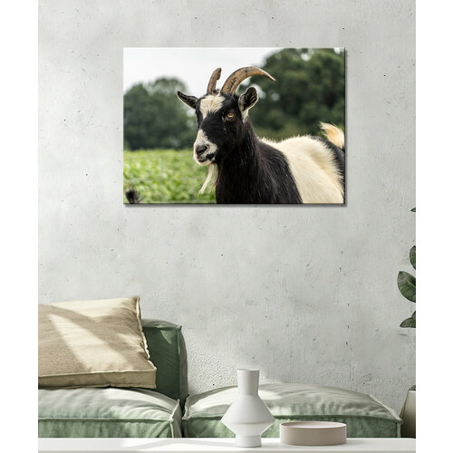 Картина - Коза, пятнистая коза, козел, пятнистый козел (8) 50х70