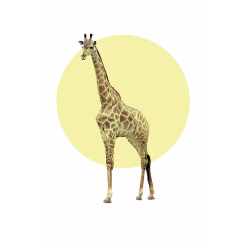 Плакат, постер на холсте Жираф. Размер 30 х 42 см