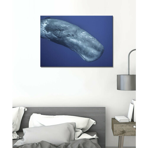 Картина - Кашалот, китообразные кашалоты, кашалот в океане (13) 50х70