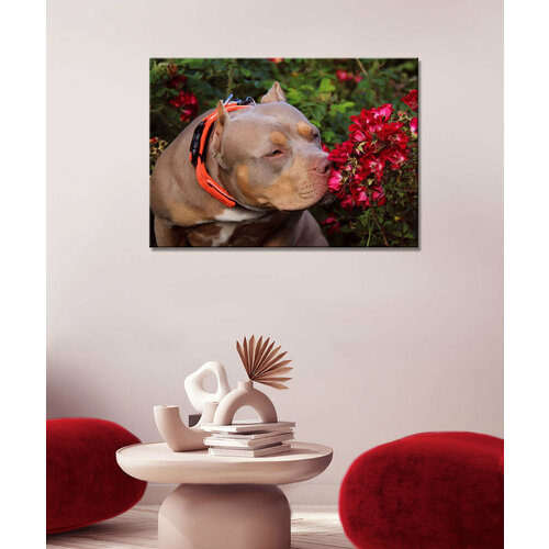 Картина - Американский булли, булли, порода собак булли, бульдог булли, булли с цветами (9) 60х80