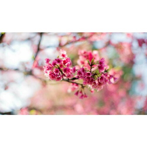 Картина на холсте 60x110 LinxOne "Цветы ветки розовые сакура" интерьерная для дома / на стену / на кухню / с подрамником