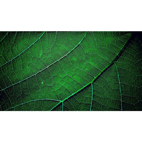 Картина на холсте 60x110 LinxOne "Текстура макро лист зелень" интерьерная для дома / на стену / на кухню / с подрамником