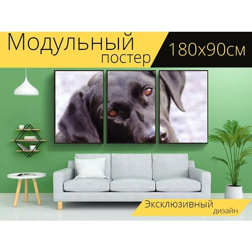Модульный постер "Лабрадор, чернить, собака" 180 x 90 см. для интерьера