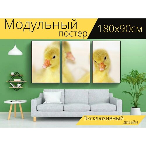 Модульный постер "Цыплята, гуси, птицы" 180 x 90 см. для интерьера
