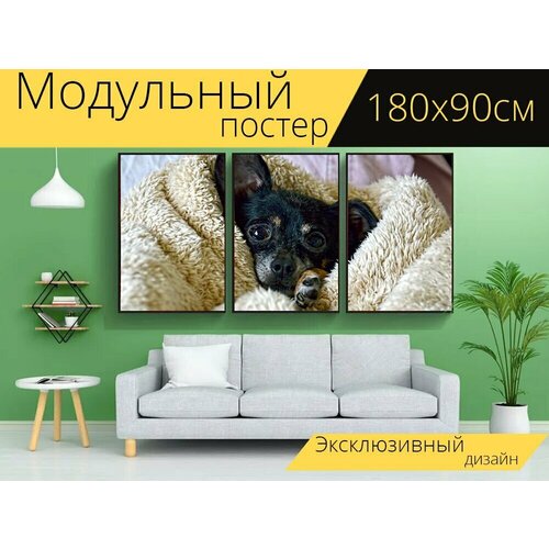 Модульный постер "Собака, чихуахуа, милый" 180 x 90 см. для интерьера