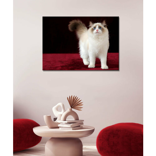 Картина - кошка, рэгдолл, домашняя кошка, ласковая кошка, кот (268) 30х40