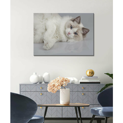 Картина - кошка, рэгдолл, домашняя кошка, ласковая кошка, кот (251) 40х60
