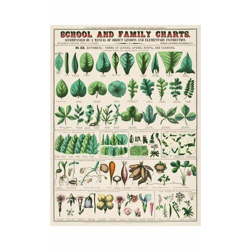 Плакат, постер на бумаге Формы растений. Размер 21 х 30 см