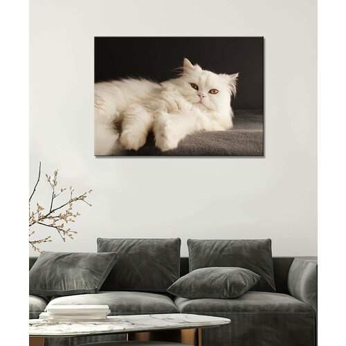 Картина - кошка, персидская кошка, домашняя кошка, ласковая кошка, кот (303) 50х70