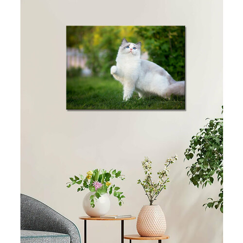 Картина - кошка, рэгдолл, домашняя кошка, ласковая кошка, кот (262) 20х30