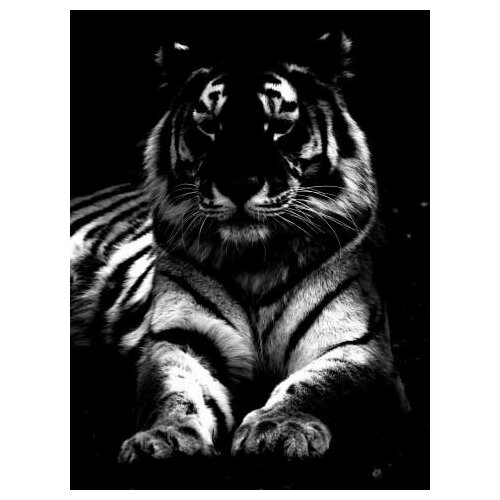 Плакат, постер на холсте White Tiger/Белый Тигр. Размер 42 х 60 см