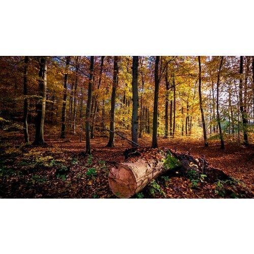 Картина на холсте 60x110 Альянс Лес "Осень лес природа деревья" на подрамнике / интерьер/ декор