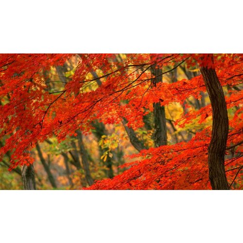 Картина на холсте 60x110 Альянс Лес "Осень листья ветка" на подрамнике / интерьер/ декор