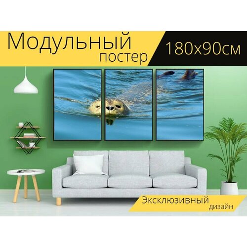 Модульный постер "Тюлень, плавать" 180 x 90 см. для интерьера