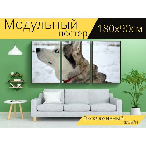 Модульный постер "Собака, сибирский, хаски" 180 x 90 см. для интерьера