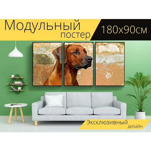Модульный постер "Родезийский риджбек, собака, сторожевая собака" 180 x 90 см. для интерьера