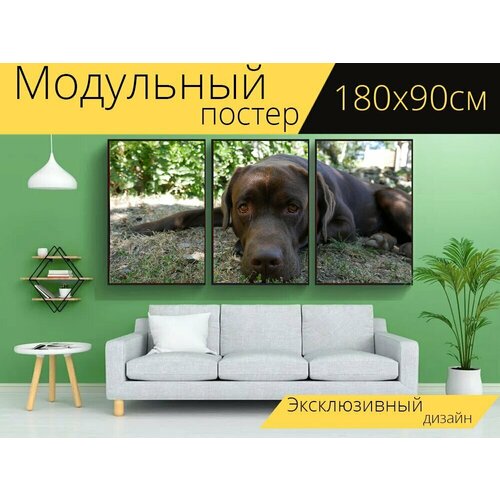 Модульный постер "Лабрадор, собака, коричневый" 180 x 90 см. для интерьера