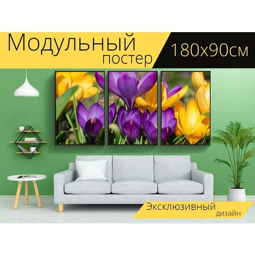Модульный постер "Цветок, крокусы, рано цветущий" 180 x 90 см. для интерьера