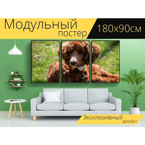 Модульный постер "Стандартный пудель, щенок, коричневая собака" 180 x 90 см. для интерьера