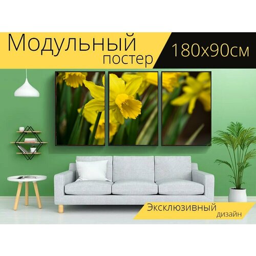 Модульный постер "Нарцисс, цветы, завод" 180 x 90 см. для интерьера