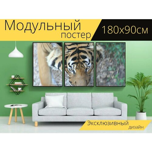 Модульный постер "Кошка, большие кошки, тигр" 180 x 90 см. для интерьера