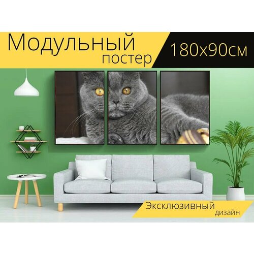 Модульный постер "Британская короткошерстная, кот, домашнее животное" 180 x 90 см. для интерьера