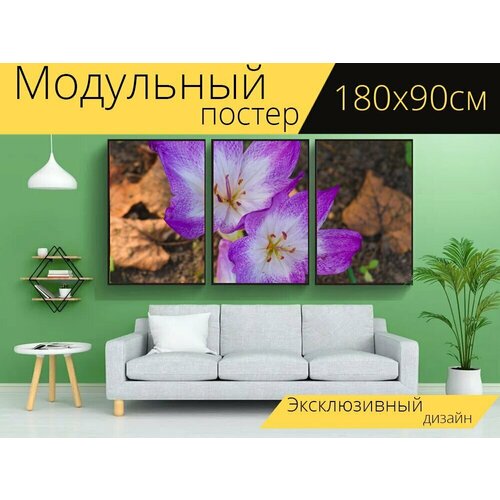 Модульный постер "Безвременник, цветок, летом" 180 x 90 см. для интерьера
