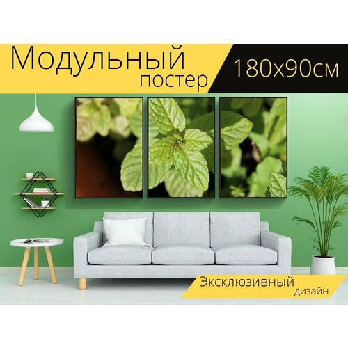 Модульный постер "Мята перечная, лекарственное растение, лекарственные травы" 180 x 90 см. для интерьера
