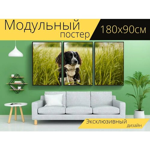 Модульный постер "Собака, поле, зеленый" 180 x 90 см. для интерьера