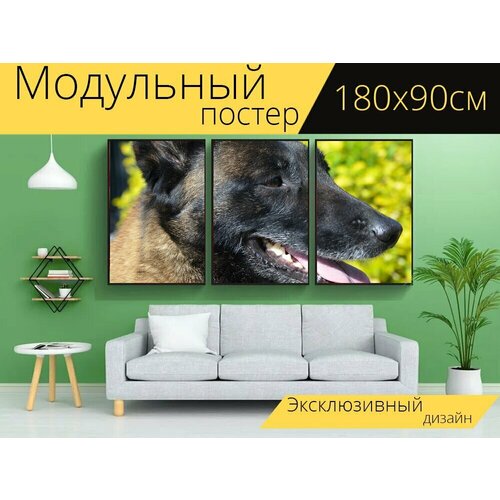 Модульный постер "Собака, бельгийский малинуа, животное" 180 x 90 см. для интерьера