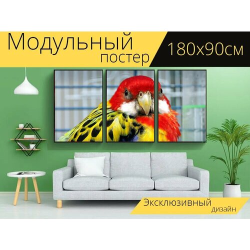 Модульный постер "Розелла, попугай, птица" 180 x 90 см. для интерьера
