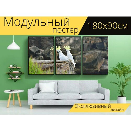 Модульный постер "Серные хохлатые какаду, попугаи, какаду" 180 x 90 см. для интерьера