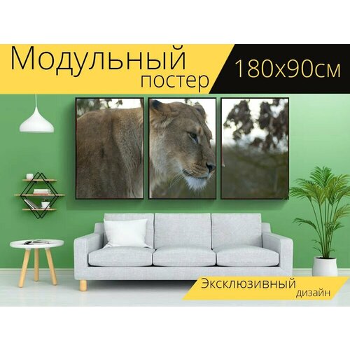 Модульный постер "Лев, зоопарк, женщиналев" 180 x 90 см. для интерьера