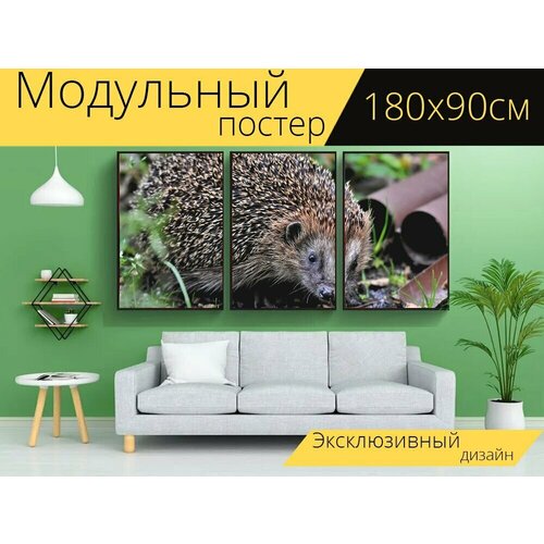 Модульный постер "Ежик, шпора, ханна" 180 x 90 см. для интерьера