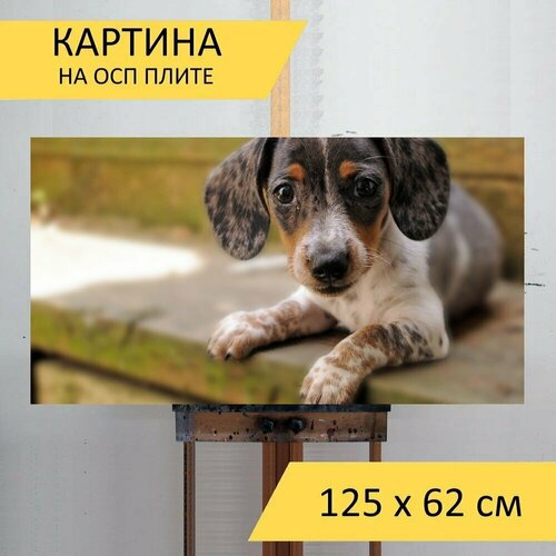 Картина на ОСП 125х62 см. "Собака, щенок, такса" горизонтальная, для интерьера, с креплениями