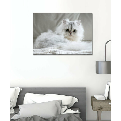 Картина - кошка, персидская кошка, домашняя кошка, ласковая кошка, кот (295) 30х40