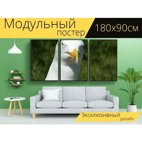 Модульный постер "Чайка, чайки, крупный план" 180 x 90 см. для интерьера