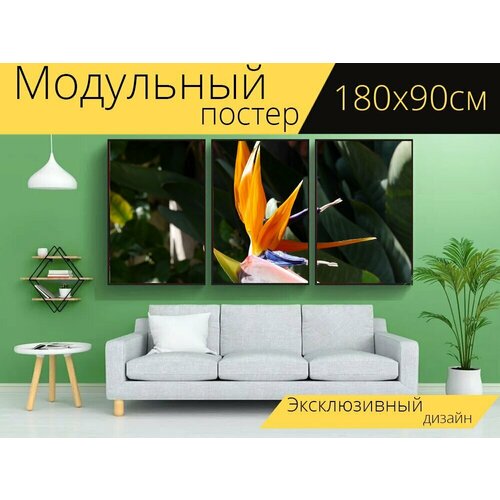 Модульный постер "Стрелиция, райская птица цветок, цветок попугая" 180 x 90 см. для интерьера
