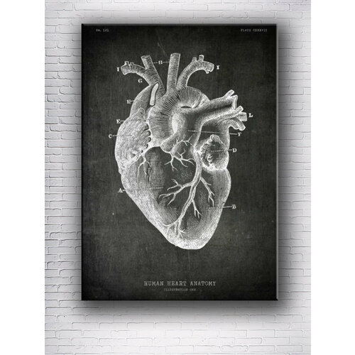 Картина/Картина на холсте/Картина на холсте для интерьера/ Картина на стену/ Картина в подарок для дома/- heart anatomy 40х60