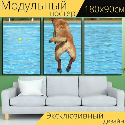 Модульный постер "Собака, открытый бассейн, собака в воде" 180 x 90 см. для интерьера
