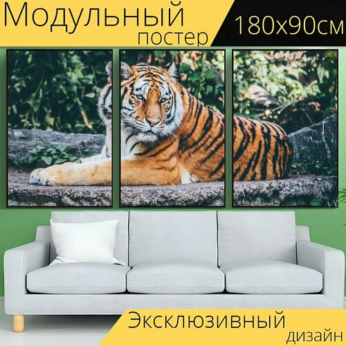 Модульный постер "Тигр, кошачий, полосы" 180 x 90 см. для интерьера